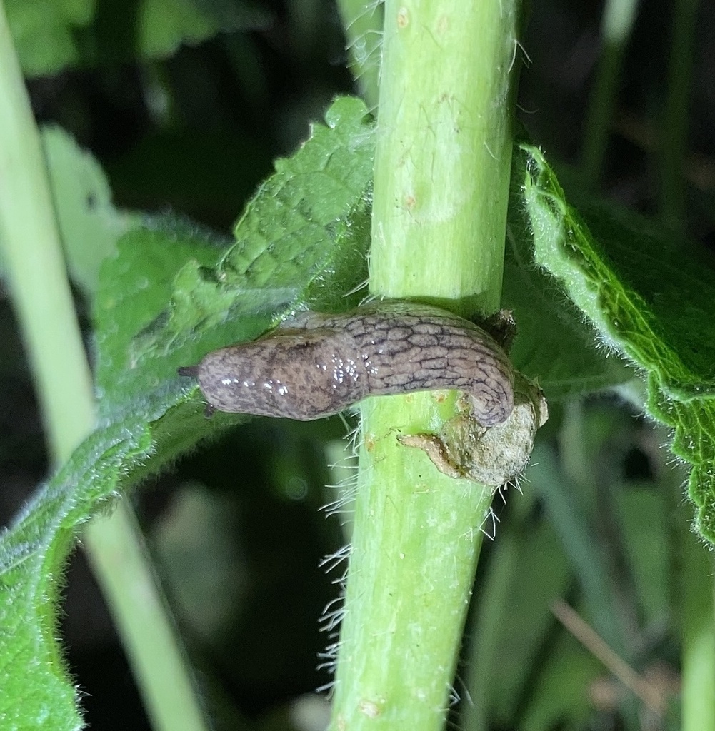 Milky Slug in October 2023 by Hannah. Y37 on hollyhock · iNaturalist