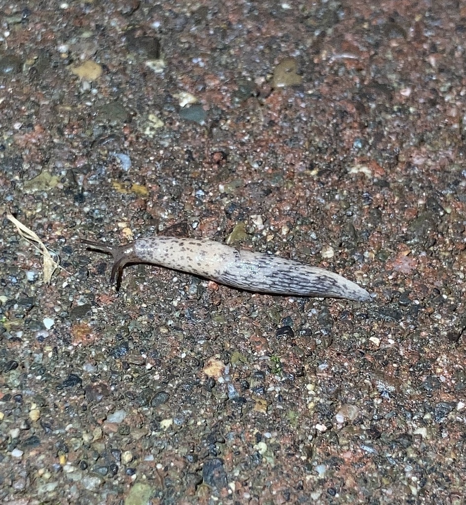Milky Slug in October 2023 by Hannah. Y35 · iNaturalist