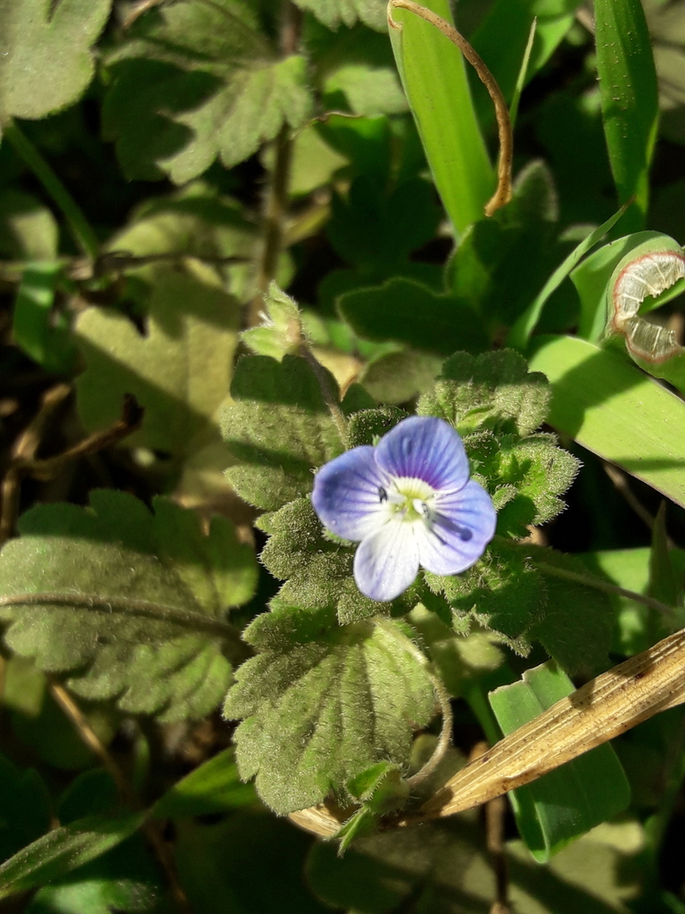 bird's-eye speedwell from Castellanos, Santa Fe, Argentina on August 2 ...