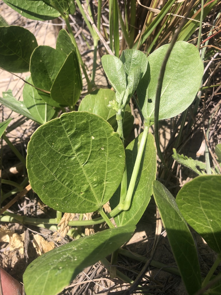 beach pea from Toogoom, QLD, AU on October 15, 2023 at 09:38 AM by ...