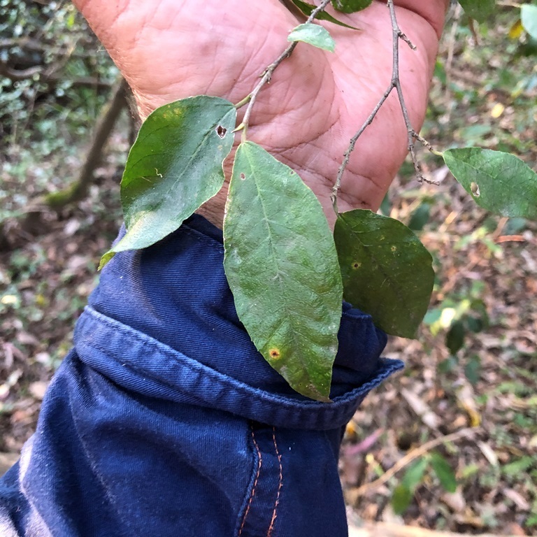 whalebone tree from Brisbane QLD, Australia on September 21, 2023 at 04 ...