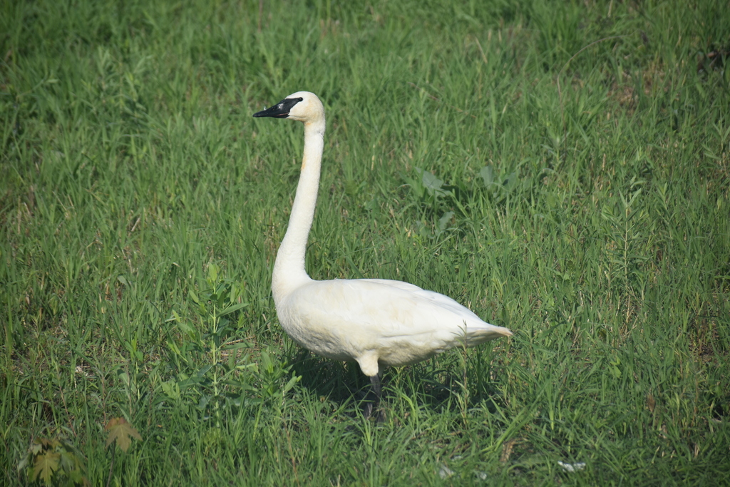 Trumpeter Swan from Van Buren County, IA, USA on August 22, 2023 at 08: ...