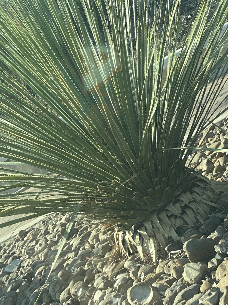 Texas sotol from N Loop 1604 W Access Rd, San Antonio, TX, US on ...