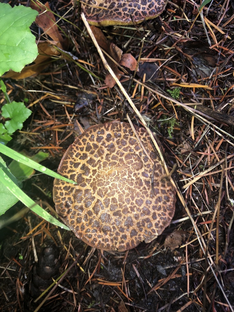 Xerocomellus diffractus from Willamette National Forest, Blue River, OR ...