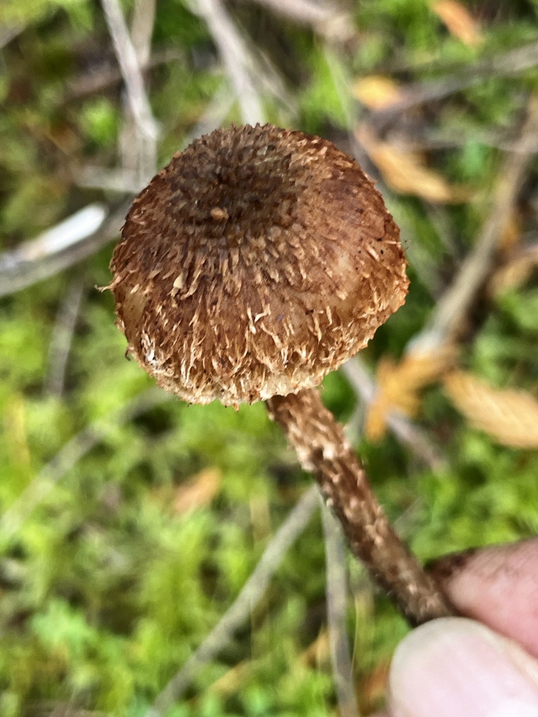Inosperma from I-90 W, North Bend, WA, US on October 13, 2023 at 04:17 ...