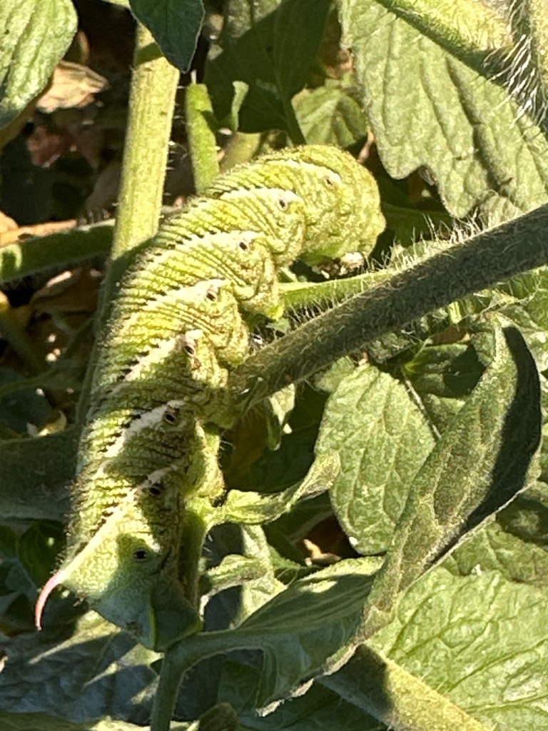 Carolina Sphinx from Yokut Ct, Weldon, CA, US on October 14, 2023 at 05 ...