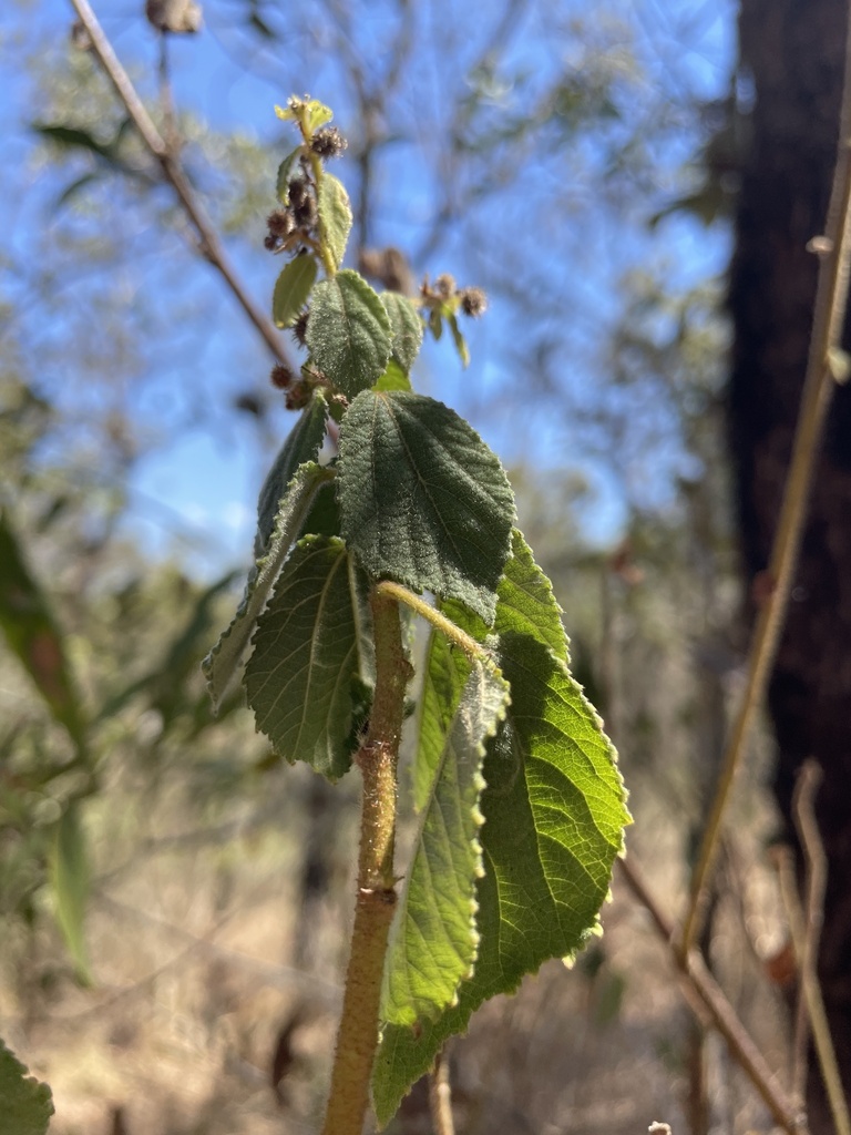Chinese Bur from Kenilworth, QLD, AU on October 15, 2023 at 10:32 AM by ...