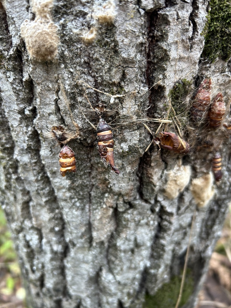 Spongy Moth from U.S. Forest Service Huron - Manistee NFs, Roscommon ...