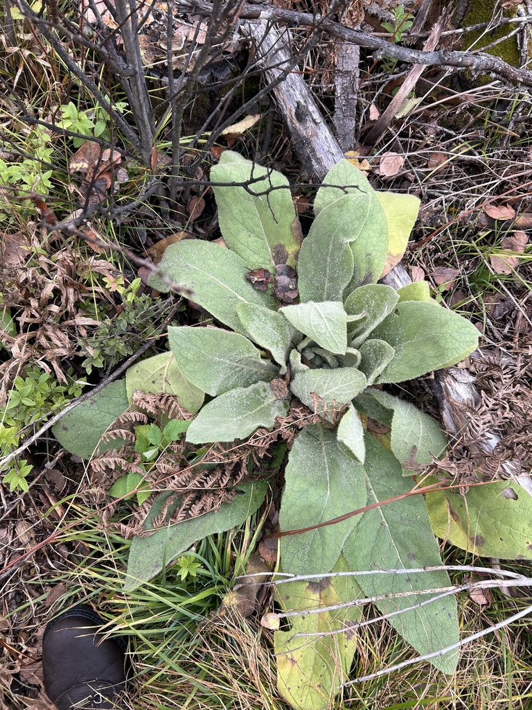 great mullein from U.S. Forest Service Huron - Manistee NFs, Roscommon ...