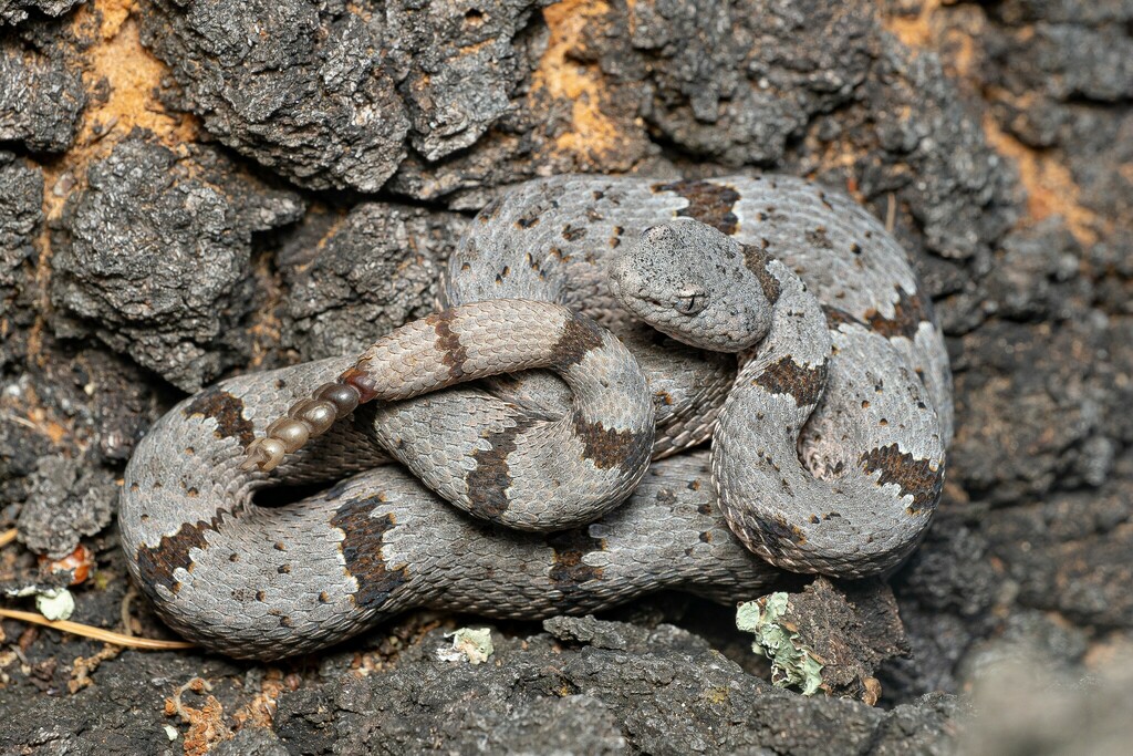 Banded Rock Rattlesnake in October 2023 by Jake Nitta · iNaturalist