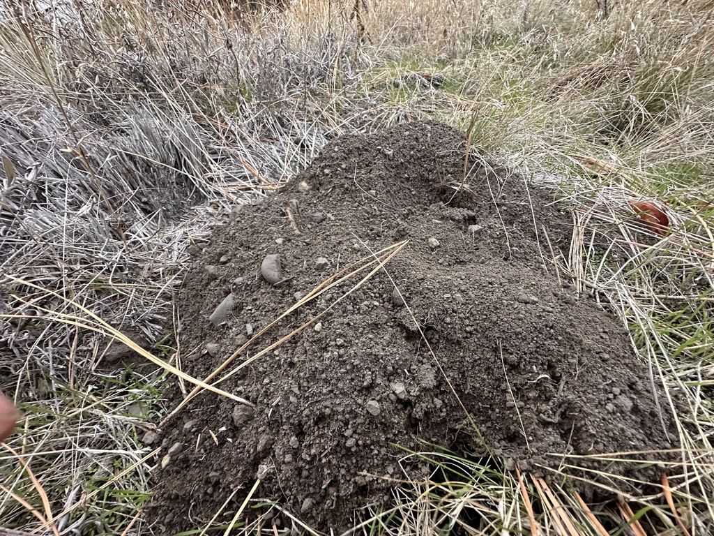 Northern Pocket Gopher from North Okanagan, BC, Canada on October 14 ...