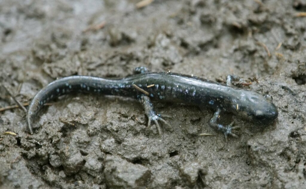 Blue-spotted Salamander in October 2023 by hobiecat · iNaturalist