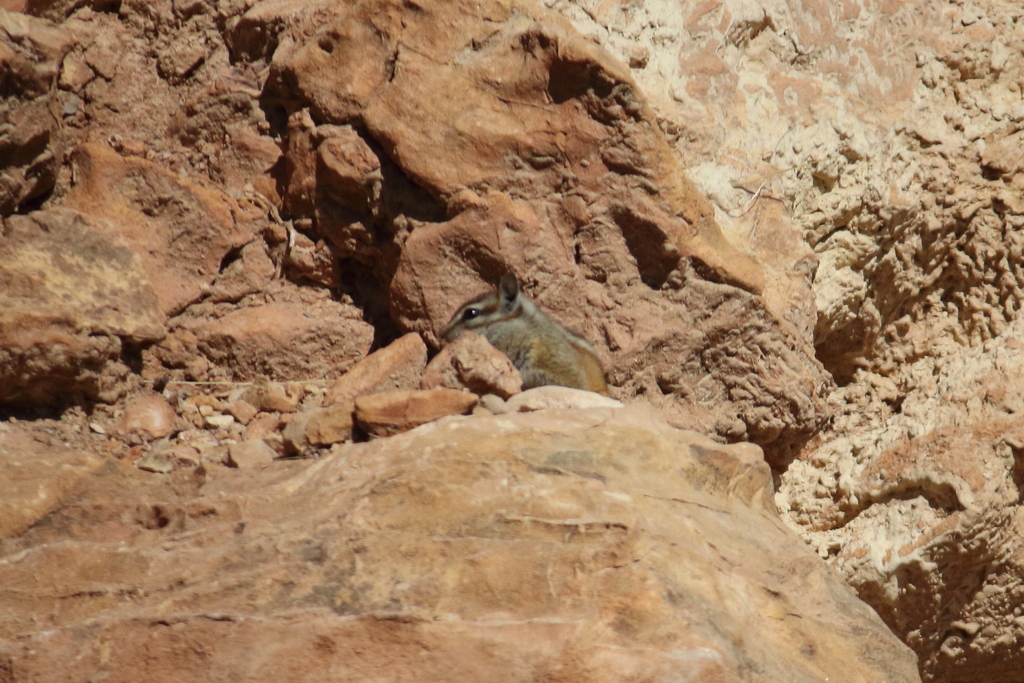Western Chipmunks from West Colorado Springs, Colorado Springs, CO, USA ...