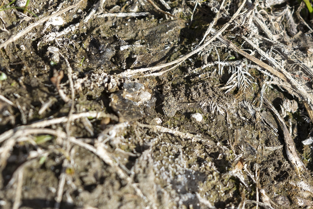 Big-eyed Toad Bug from Mariposa County, CA, USA on October 14, 2023 at ...