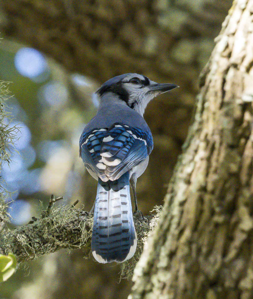 Blue Jay from Myrtle Beach State Park, SC, USA on October 10, 2023 at ...
