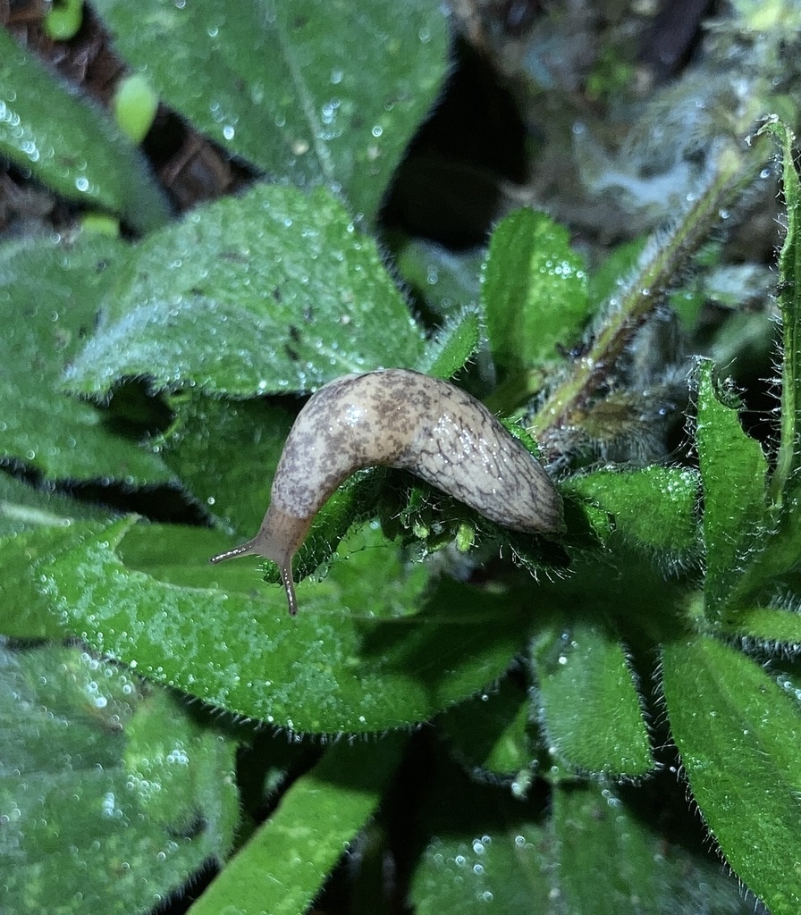 Milky Slug in October 2023 by Hannah. oo36 · iNaturalist
