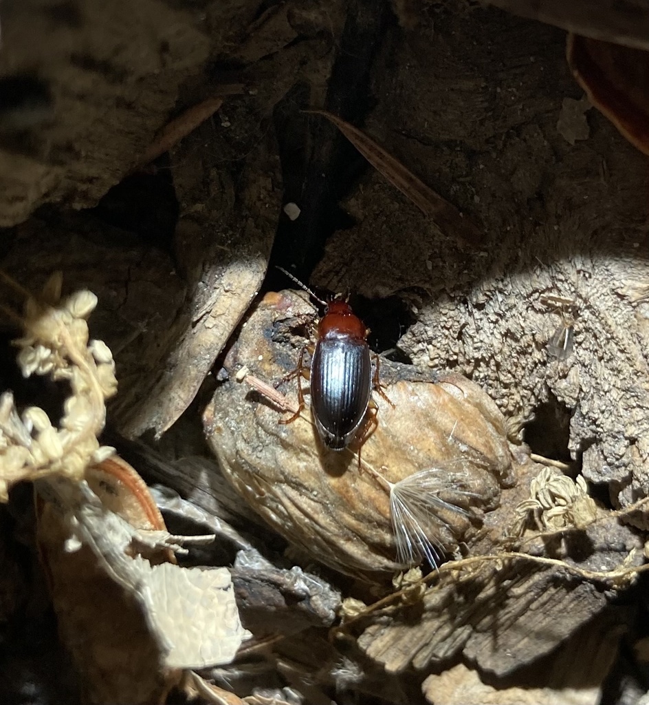 Calathus ruficollis in October 2023 by Hannah. e100 · iNaturalist