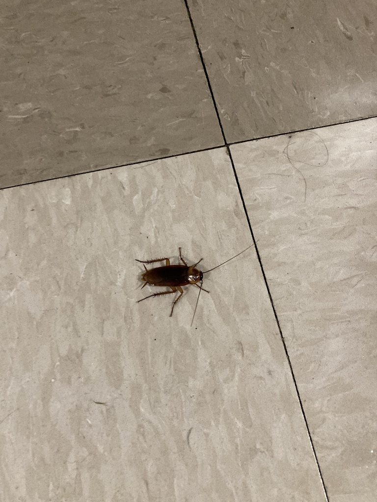 American Cockroach from University of Massachusetts Amherst, Amherst ...