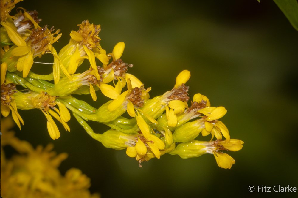 northern seaside goldenrod from Skidaway Island, GA, USA on October 14 ...