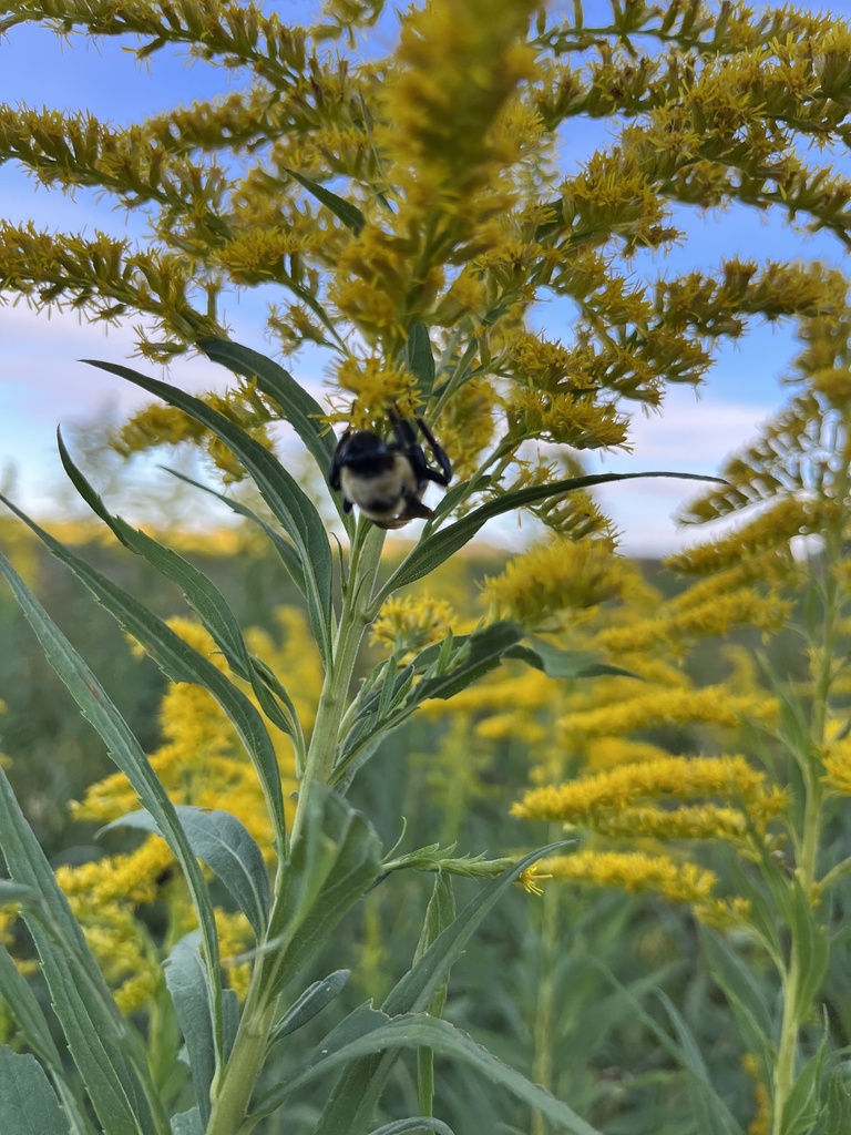Southern Plains Bumble Bee from Sand Bluff Rd, Ripley, TN, US on ...
