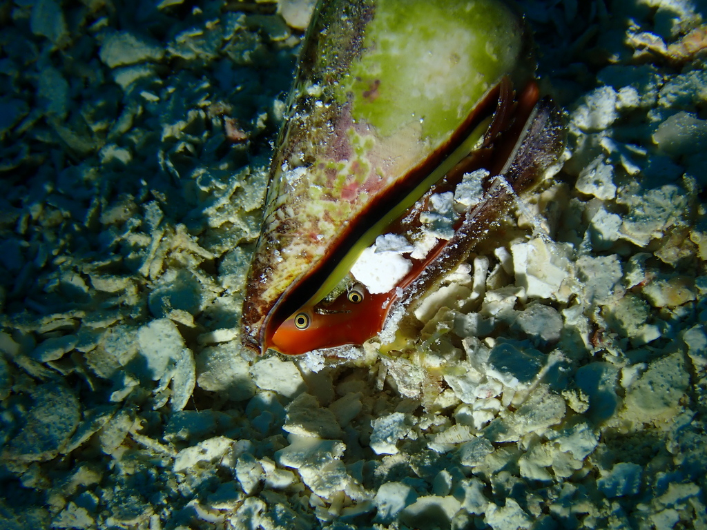 Strawberry Conch from Funafuti, Tuvalu on October 14, 2023 at 04:06 PM ...