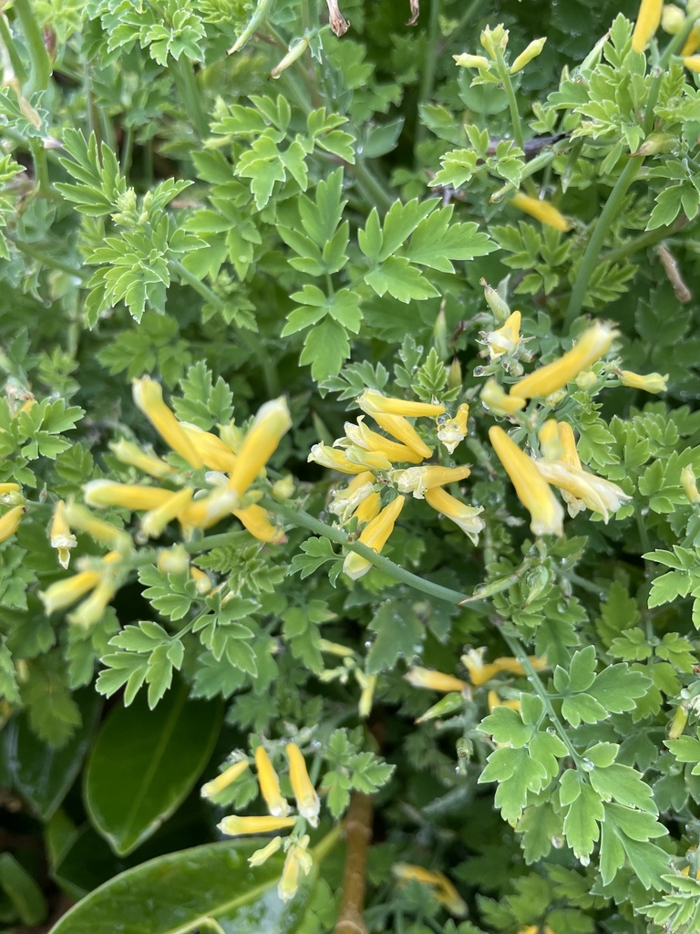 Corydalis formosana from 基隆嶼, 中正區, KEE, TW on October 14, 2023 at 01:11 ...