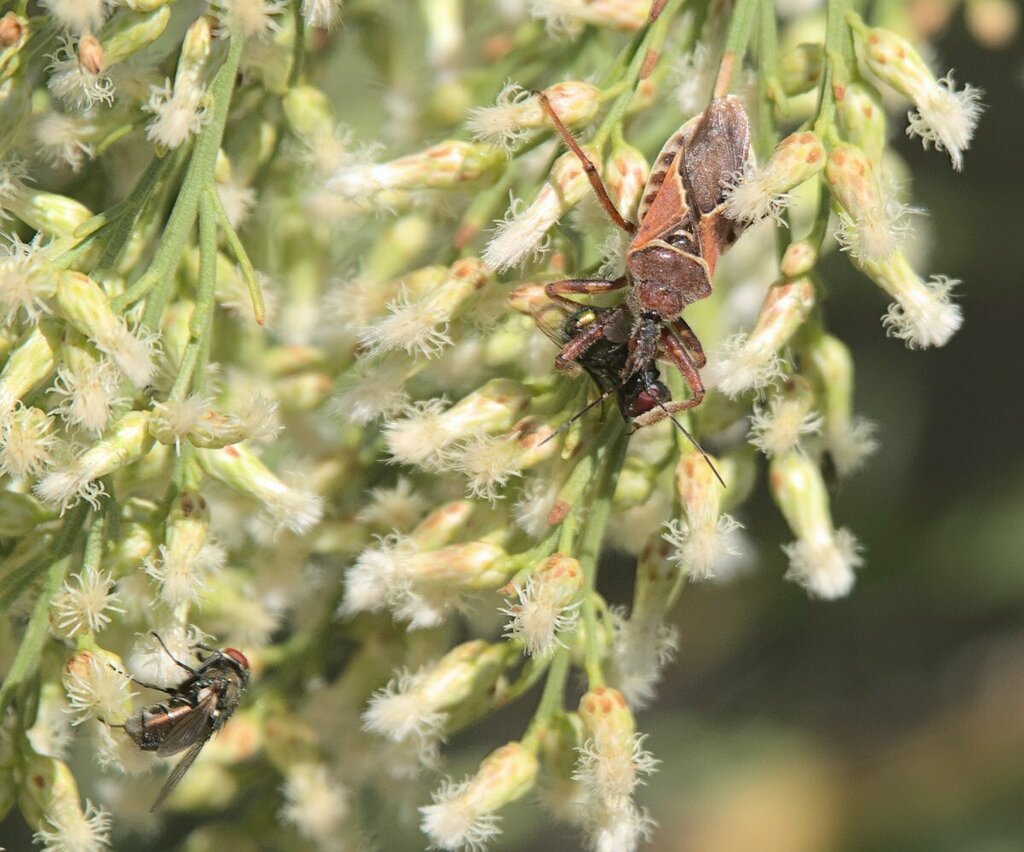 Bee Assassins from Mueller, Austin, TX, USA on October 14, 2023 at 11: ...
