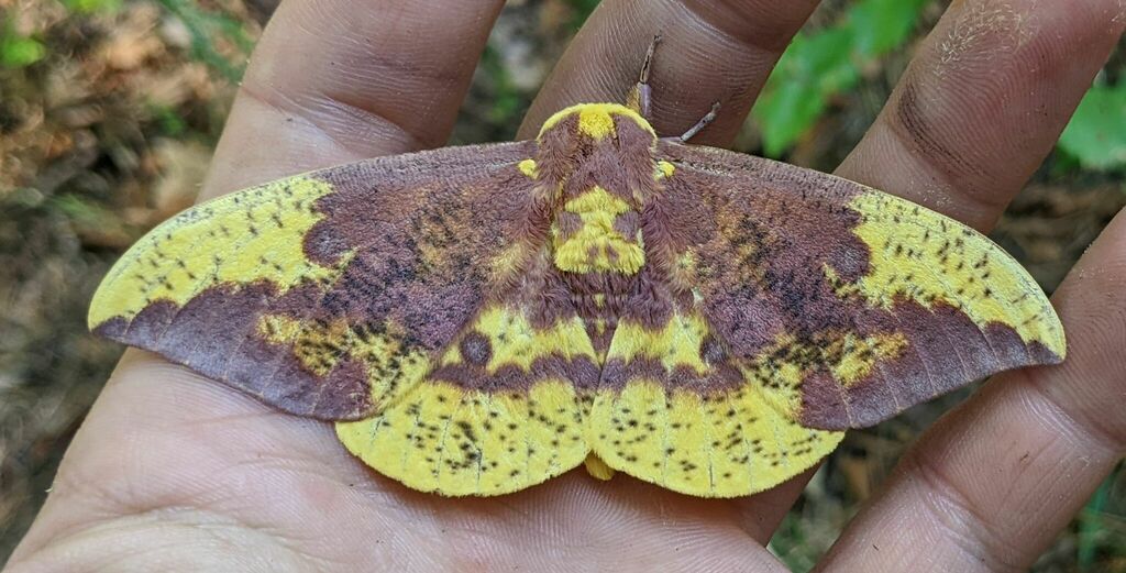 Imperial Moth from Le Flore County, OK, USA on August 13, 2022 at 09:38 ...