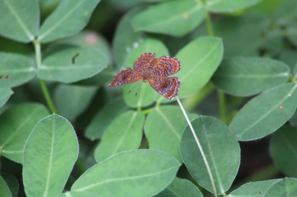 Rounded Metalmark from San Antonio de Oriente, HN-FM, HN on October 1 ...