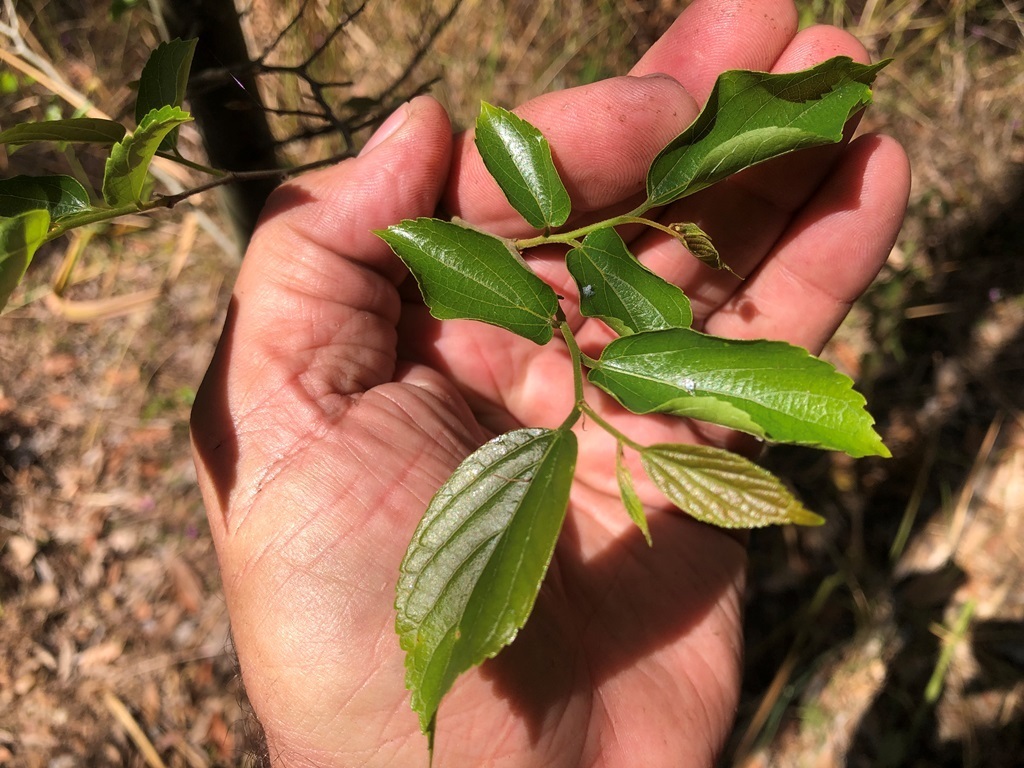 Chinese Hackberry from Brisbane QLD, Australia on September 21, 2023 at ...