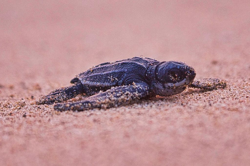 Leatherback Sea Turtle (Dermochelys coriacea) - Marine Life Identification