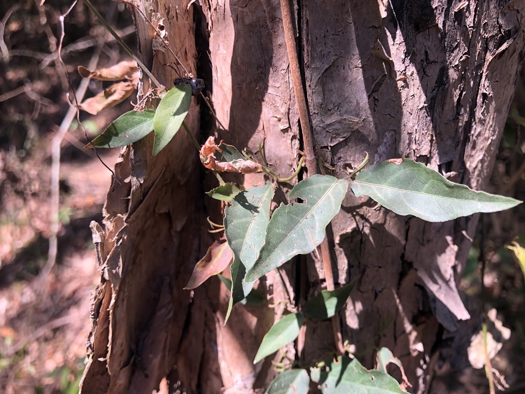 Catclaw vine from Brisbane QLD, Australia on September 21, 2023 at 01: ...