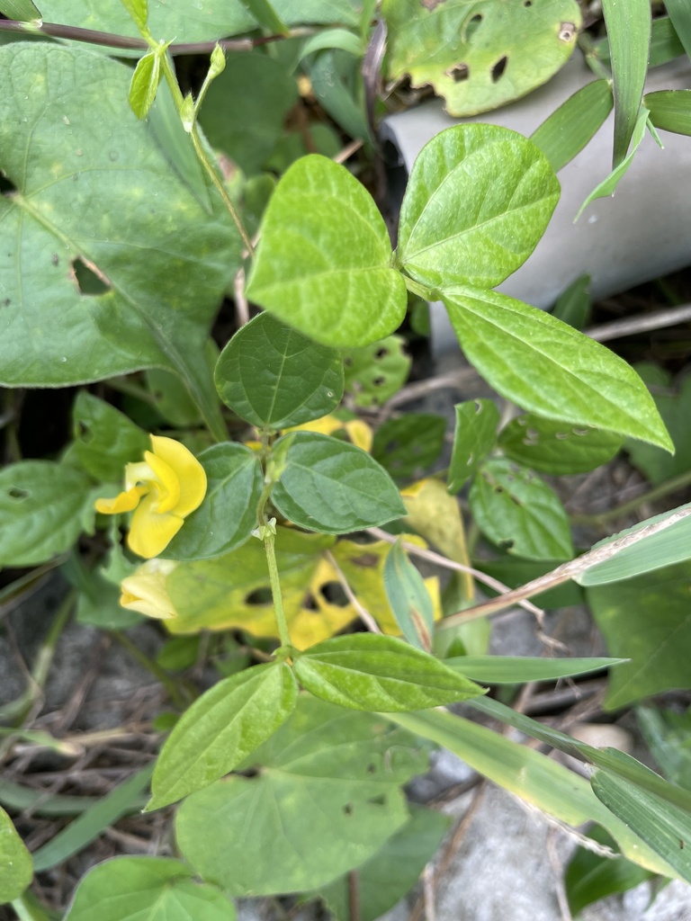 beach pea from 基隆嶼, 中正區, KEE, TW on October 14, 2023 at 09:44 AM by ...