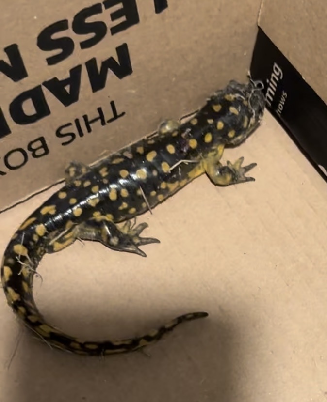 Tiger Salamander in October 2023 by mdavis429 · iNaturalist