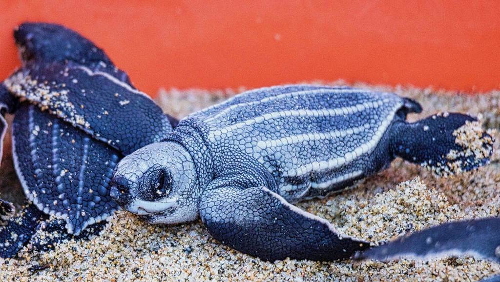 Leatherback Sea Turtle (Dermochelys coriacea) - Marine Life Identification