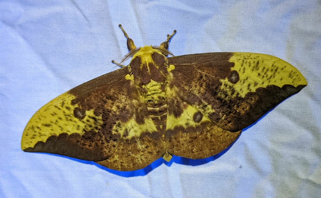 Imperial Moth from Le Flore County, OK, USA on August 13, 2022 at 12:02 ...