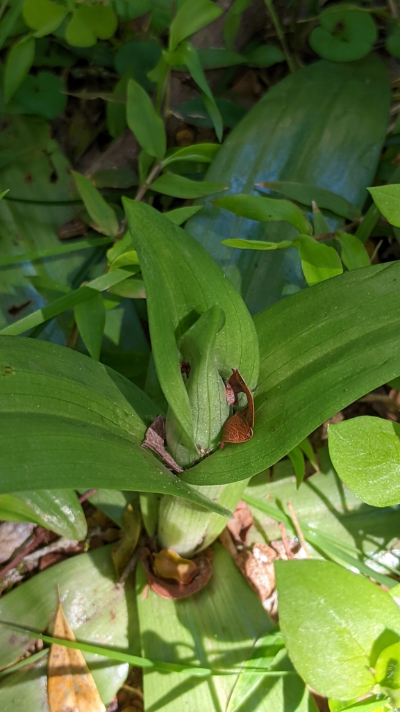 Chloraea membranacea from Magdalena, Provincia de Buenos Aires ...