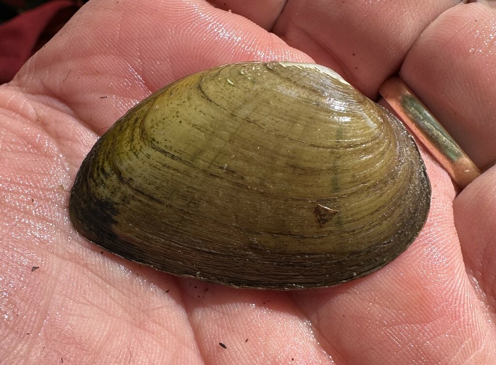 Kidneyshell from Paint Rock River, near Fowler Cove, Jackson County, AL ...