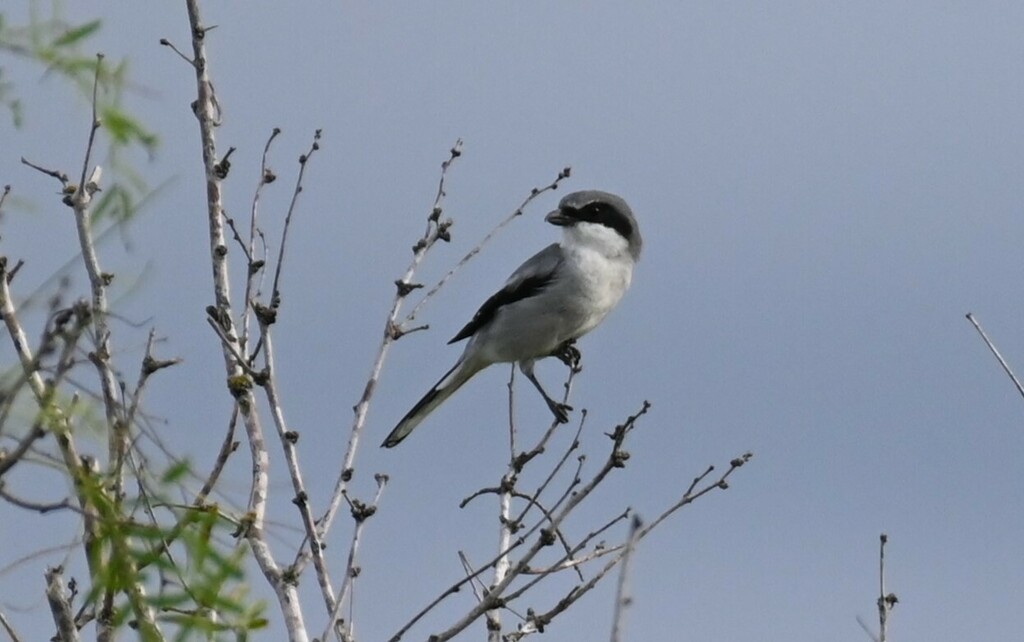 Loggerhead Shrike from Beeville, TX 78102, USA on October 14, 2023 at ...