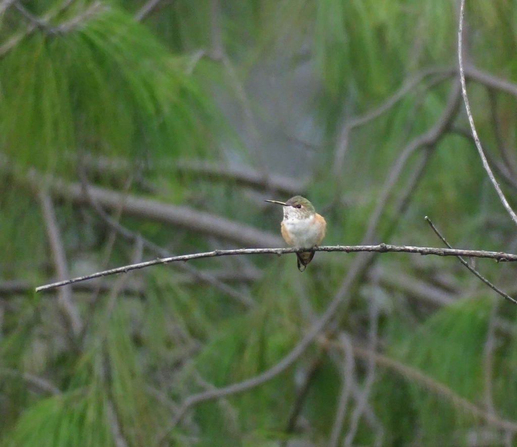 Rufous Hummingbird in October 2023 by Anayeli Guzmán Enríquez · iNaturalist