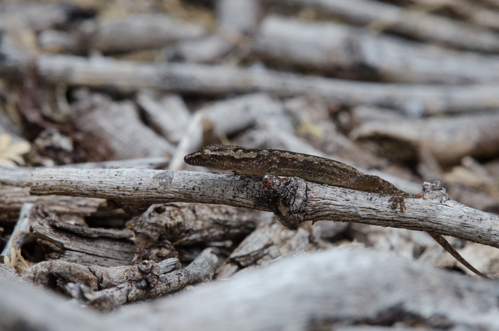 Asian House Gecko from Kaloko-Honokōhau National Historical Park ...