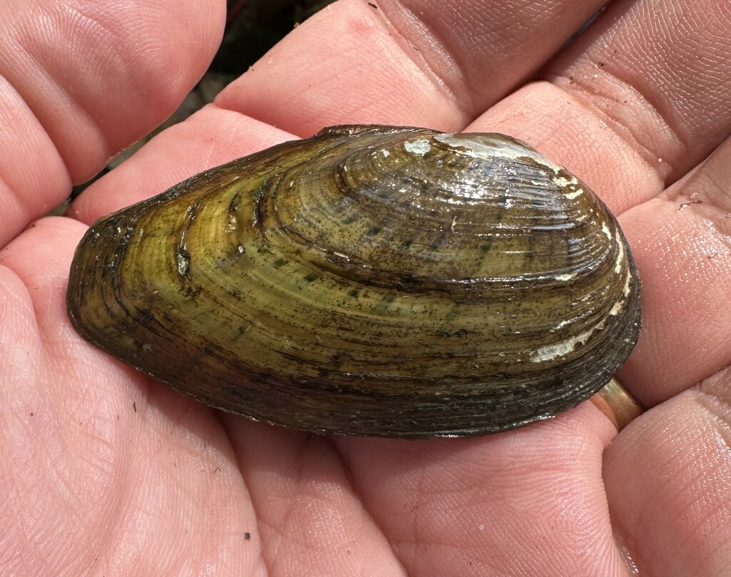 Rainbow Mussel from Paint Rock River, near Fowler Cove, Jackson County ...