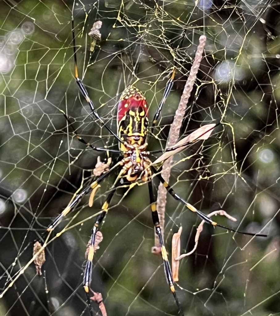 Joro Spider from Fushimi Inari Taisha, Fushimi, Kyoto, Kyoto, JP on ...
