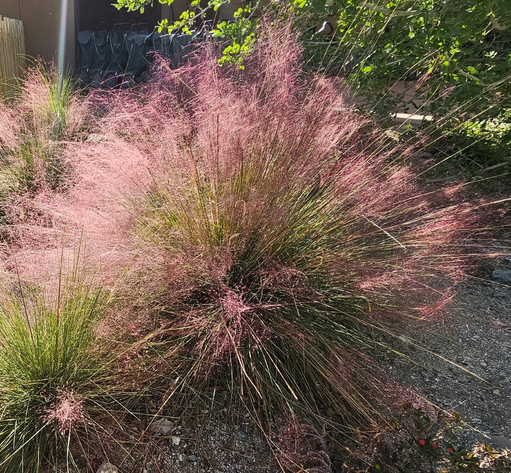 Natal grass from Palm Desert, CA 92210, USA on October 14, 2023 at 03: ...