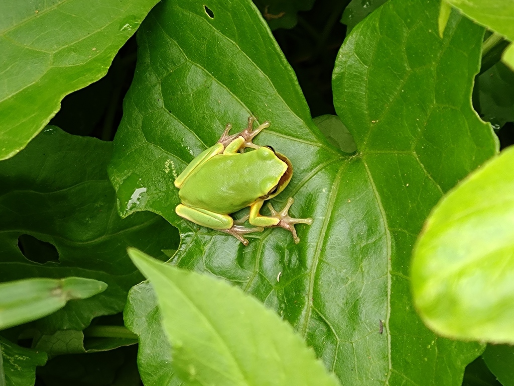 Common Chinese Tree Frog from 302台灣新竹縣竹北市 on October 14, 2023 at 10:56 ...
