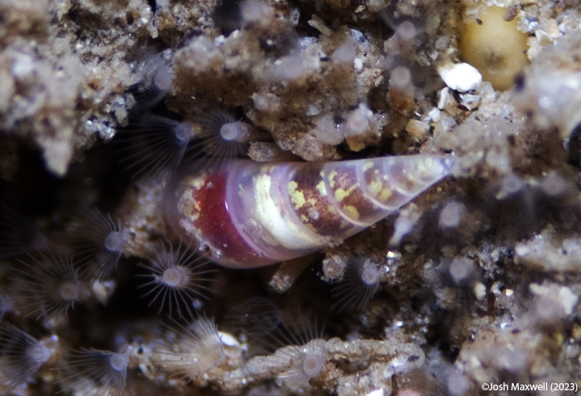 Melanella from The Road to Twin Peaks on October 14, 2023 at 10:50 AM ...