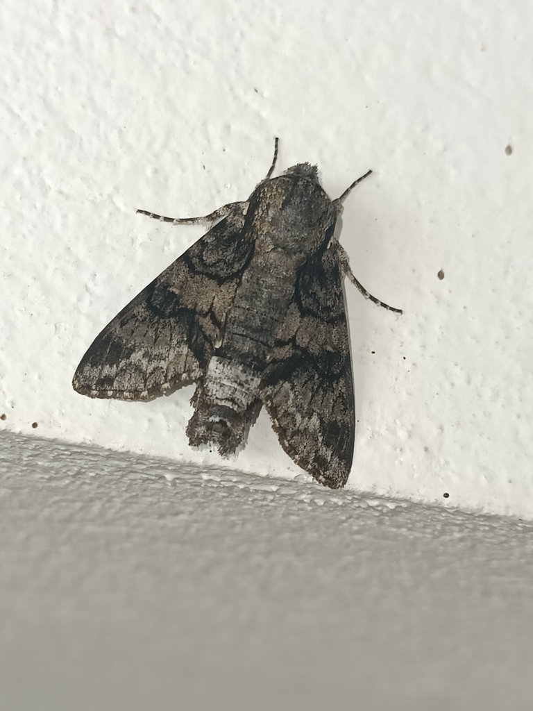 Spurious Sphinx from Grand Park Resort, 48272 Jal., México on October ...