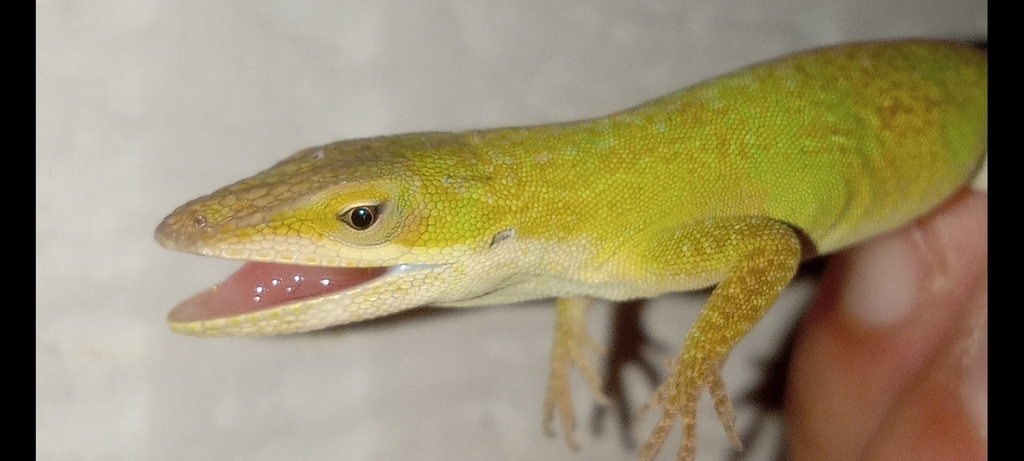 Green Anole from Mayfield, GA 31087, USA on October 14, 2023 at 10:34 ...