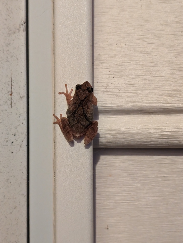 Spring Peeper from Goochland County, VA, USA on October 14, 2023 at 10: ...