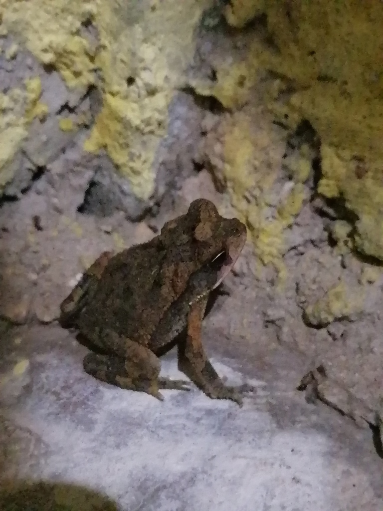 Central American Gulf Coast Toad from Sta Rosa de Lima, Tizimín, Yuc ...